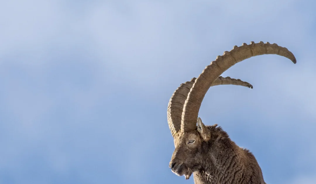 The four seasons of the Ibex: A complete guide to ibex life in the ...